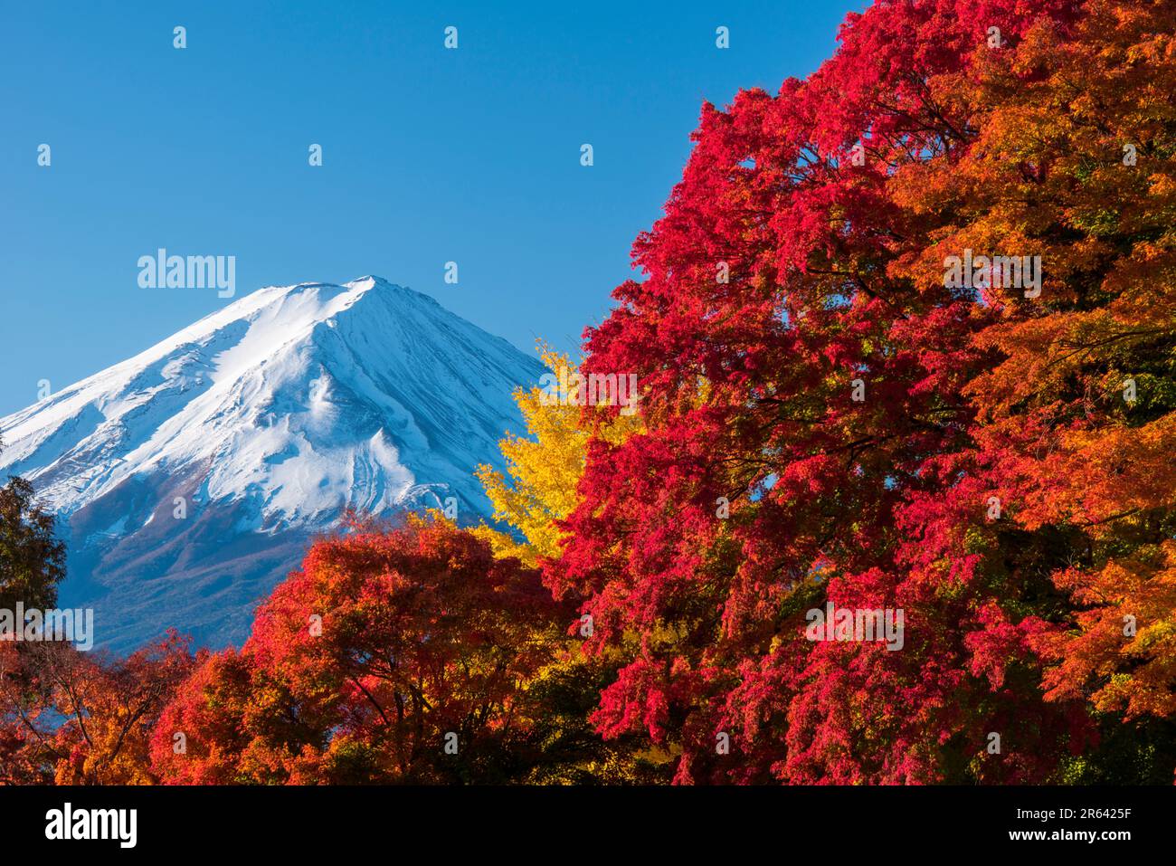 Maple Corridor and Mt. Fuji Stock Photo - Alamy