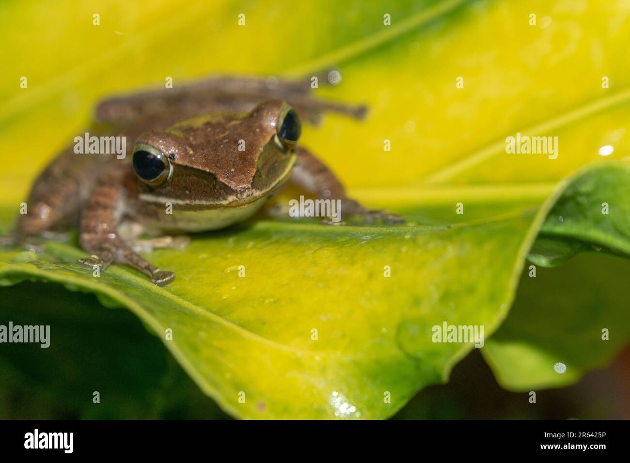 A Polypedates leucomystax, commonly called Striped tree frog, perches ...