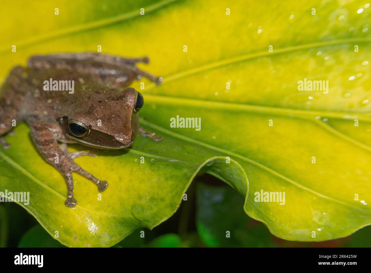 A Polypedates leucomystax, commonly called Striped tree frog, perches ...