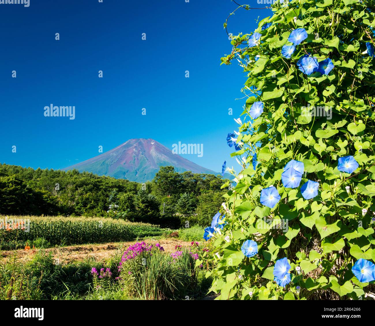 Summer Flowers and Mt. Fuji Stock Photo - Alamy