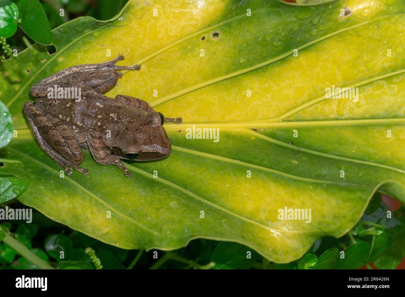 A Polypedates leucomystax, commonly called Striped tree frog, perches ...