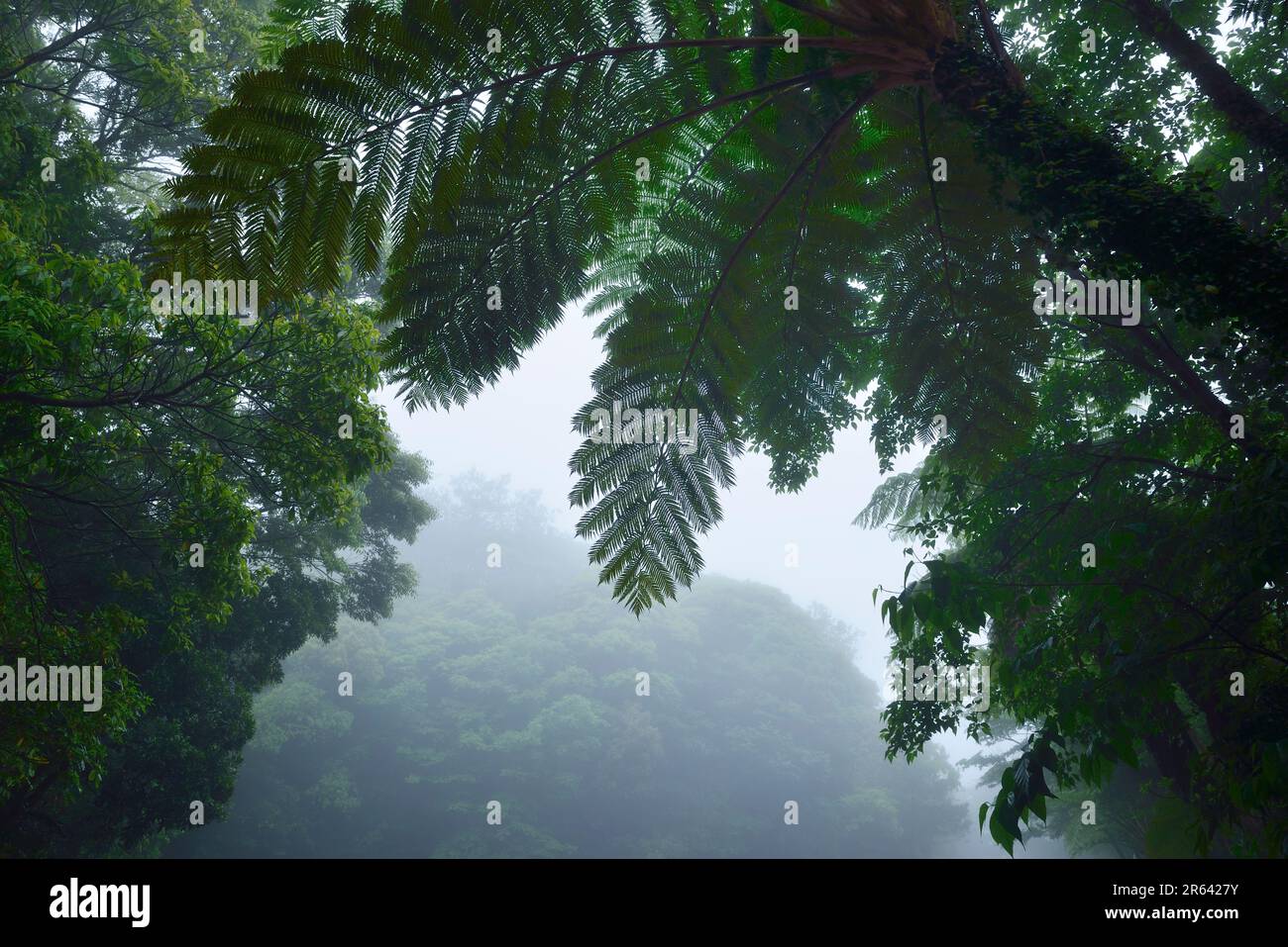 Yanbaru forest hi-res stock photography and images - Alamy