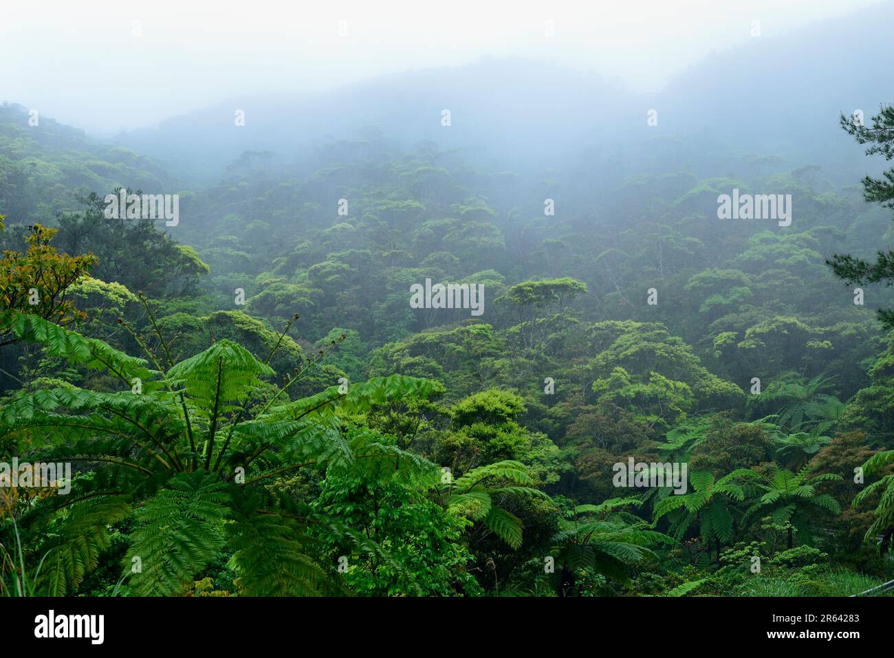 Yanbaru forest hi-res stock photography and images - Alamy