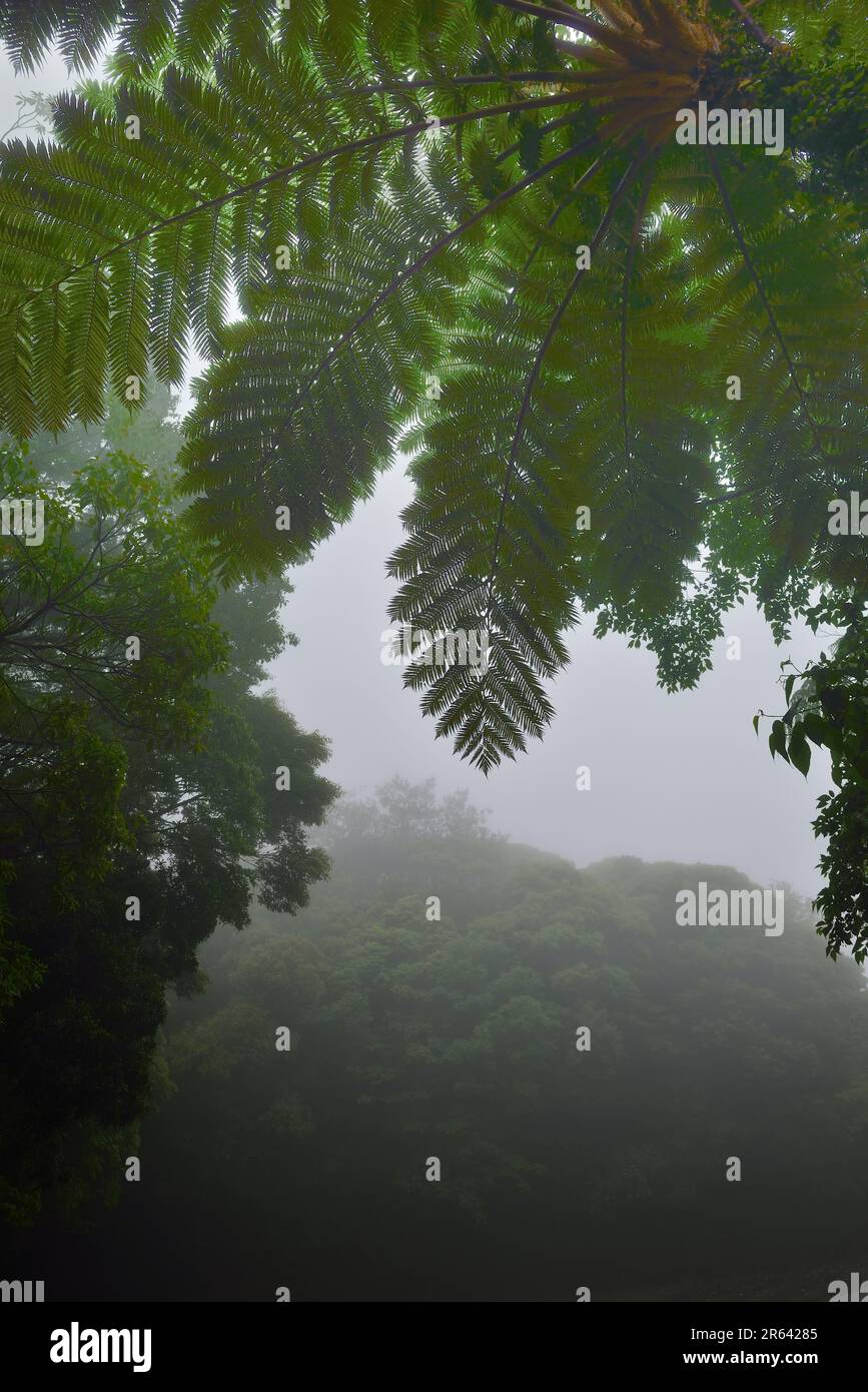 Yanbaru forest hi-res stock photography and images - Alamy