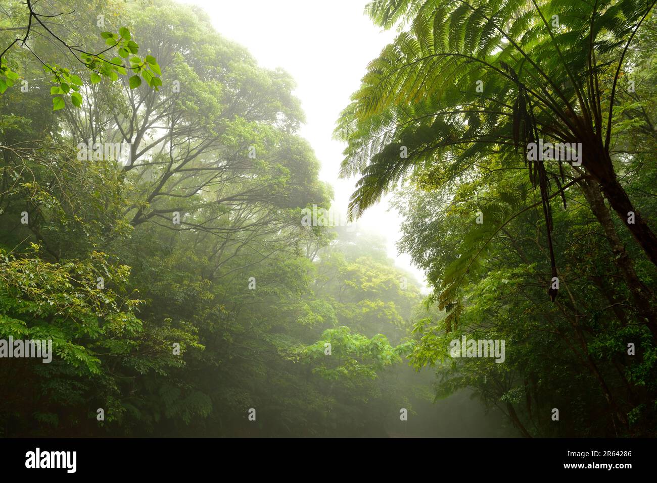 Yanbaru no mori hi-res stock photography and images - Alamy