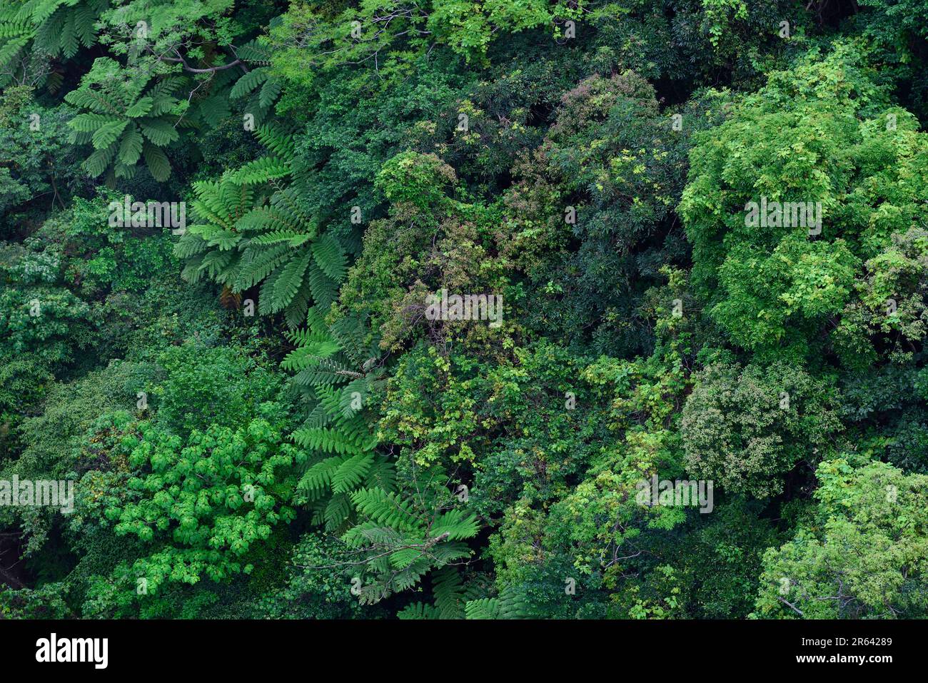 Yanbaru no mori hi-res stock photography and images - Alamy