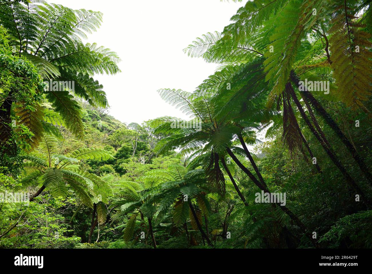Yanbaru forest hi-res stock photography and images - Alamy
