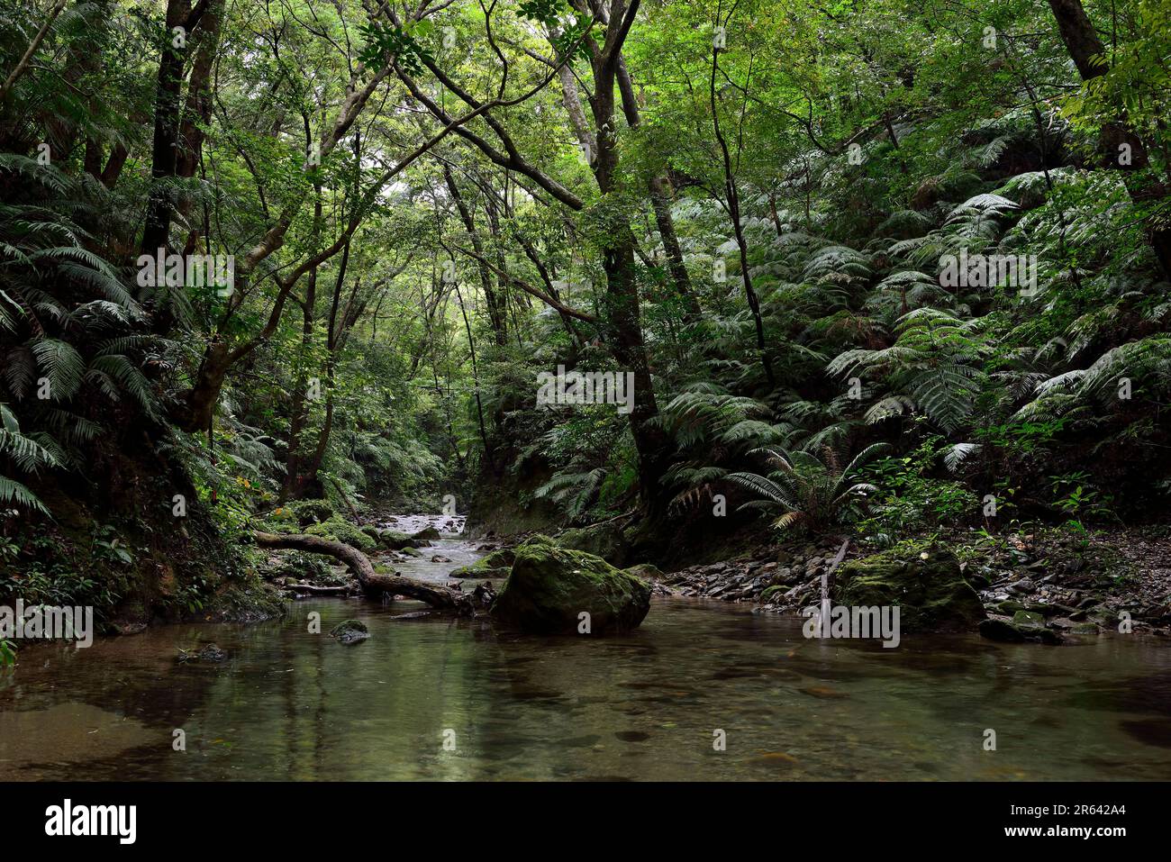 Yanbaru forest hi-res stock photography and images - Alamy