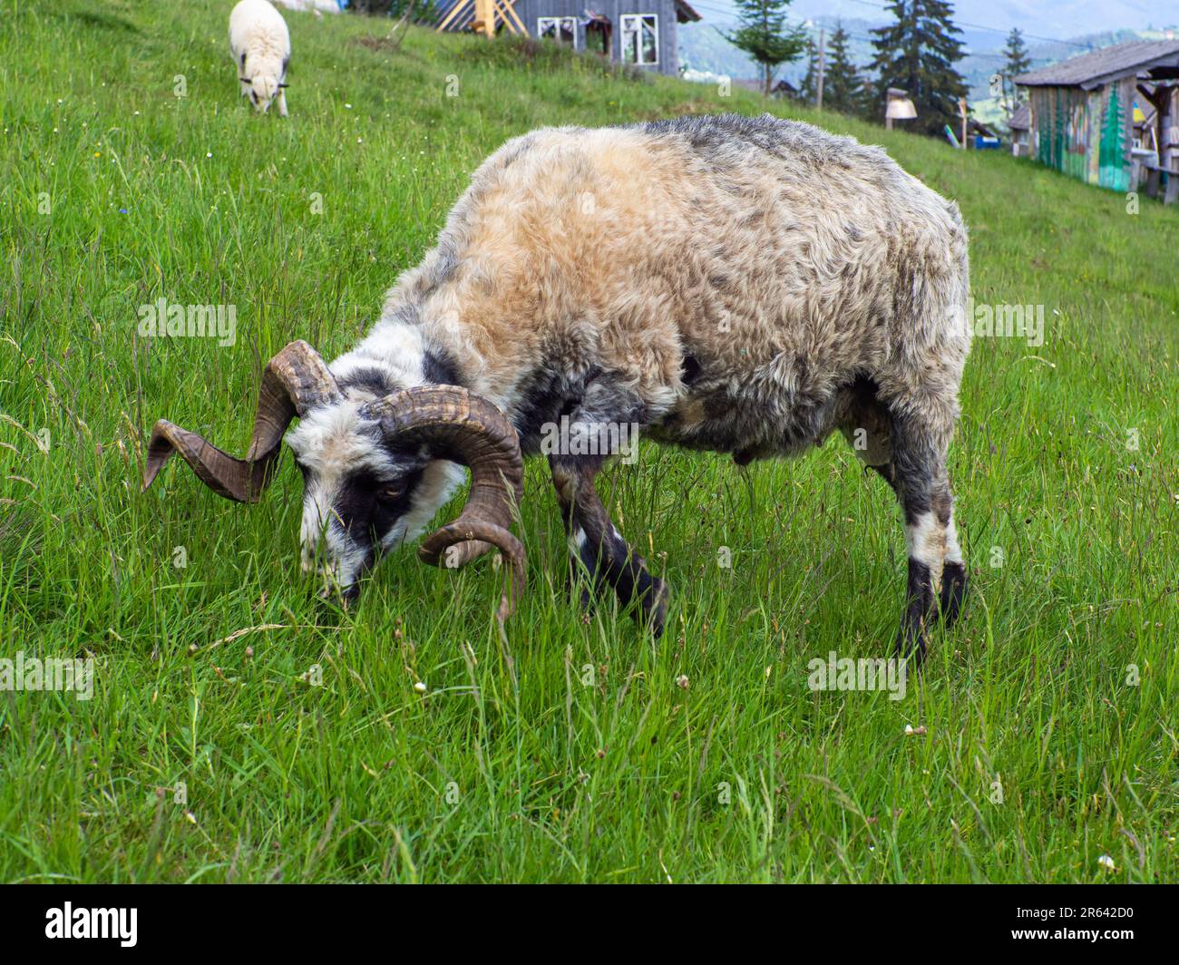 Twisted horns hi-res stock photography and images - Alamy