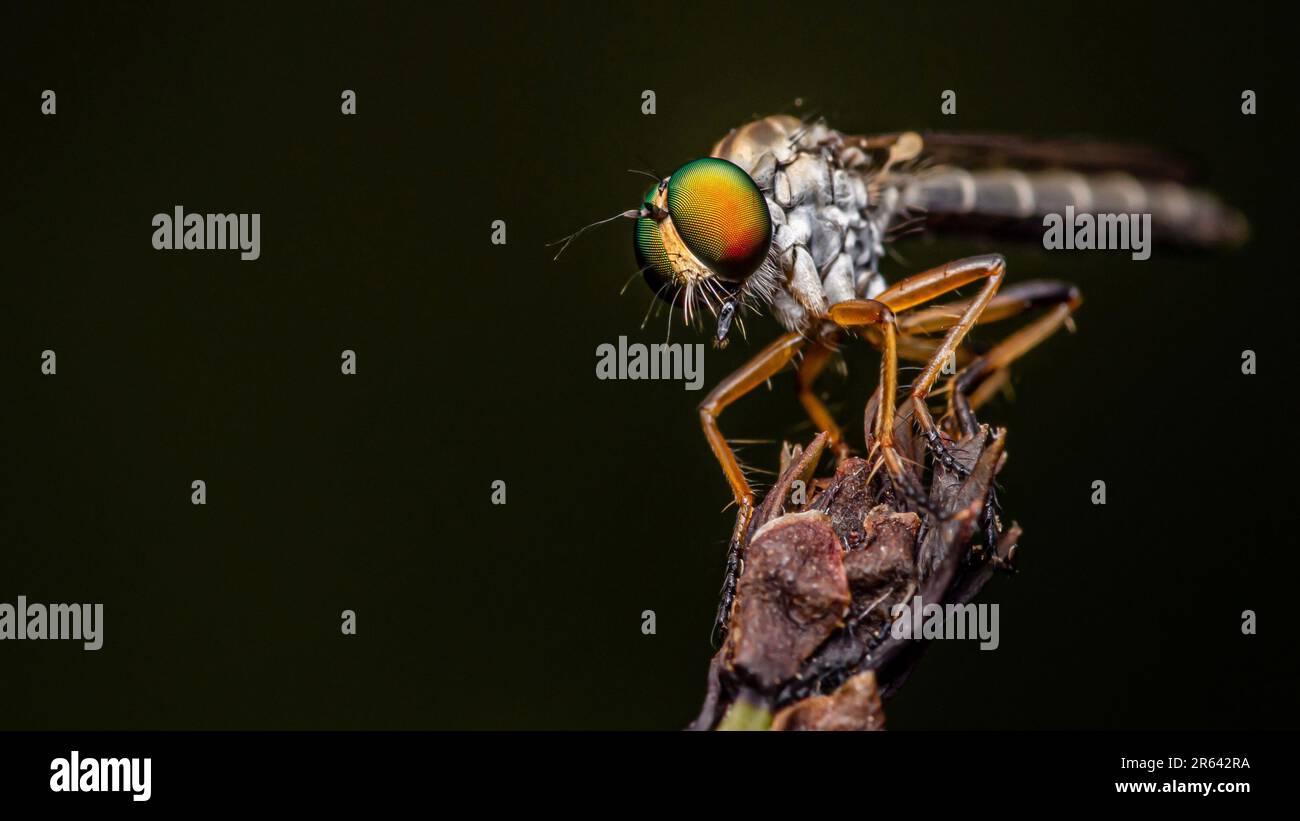 Close up a robber fly on branch and dark background, Nature background ...
