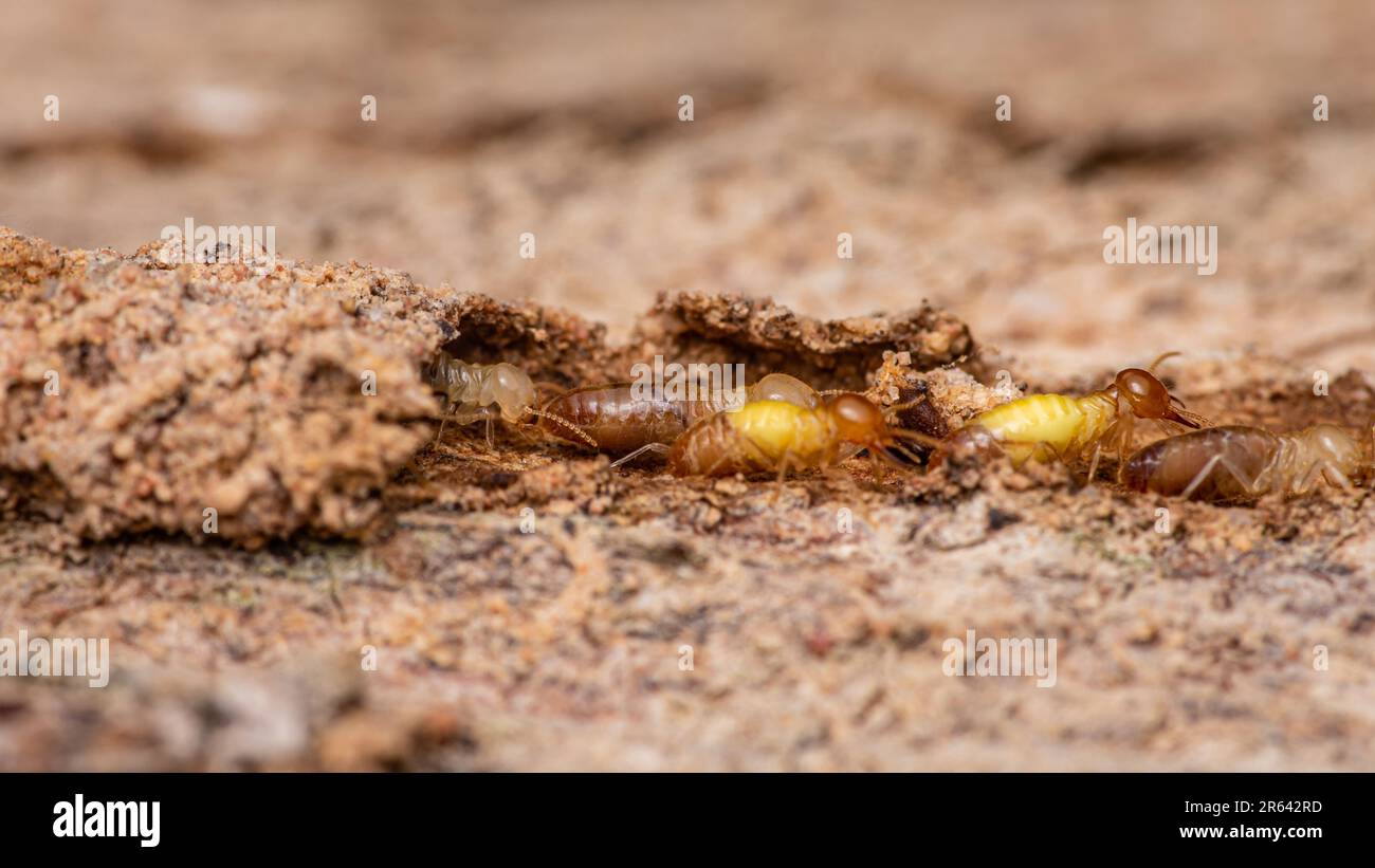 Close up of worker termites walking in nest on forest floor, Termites ...