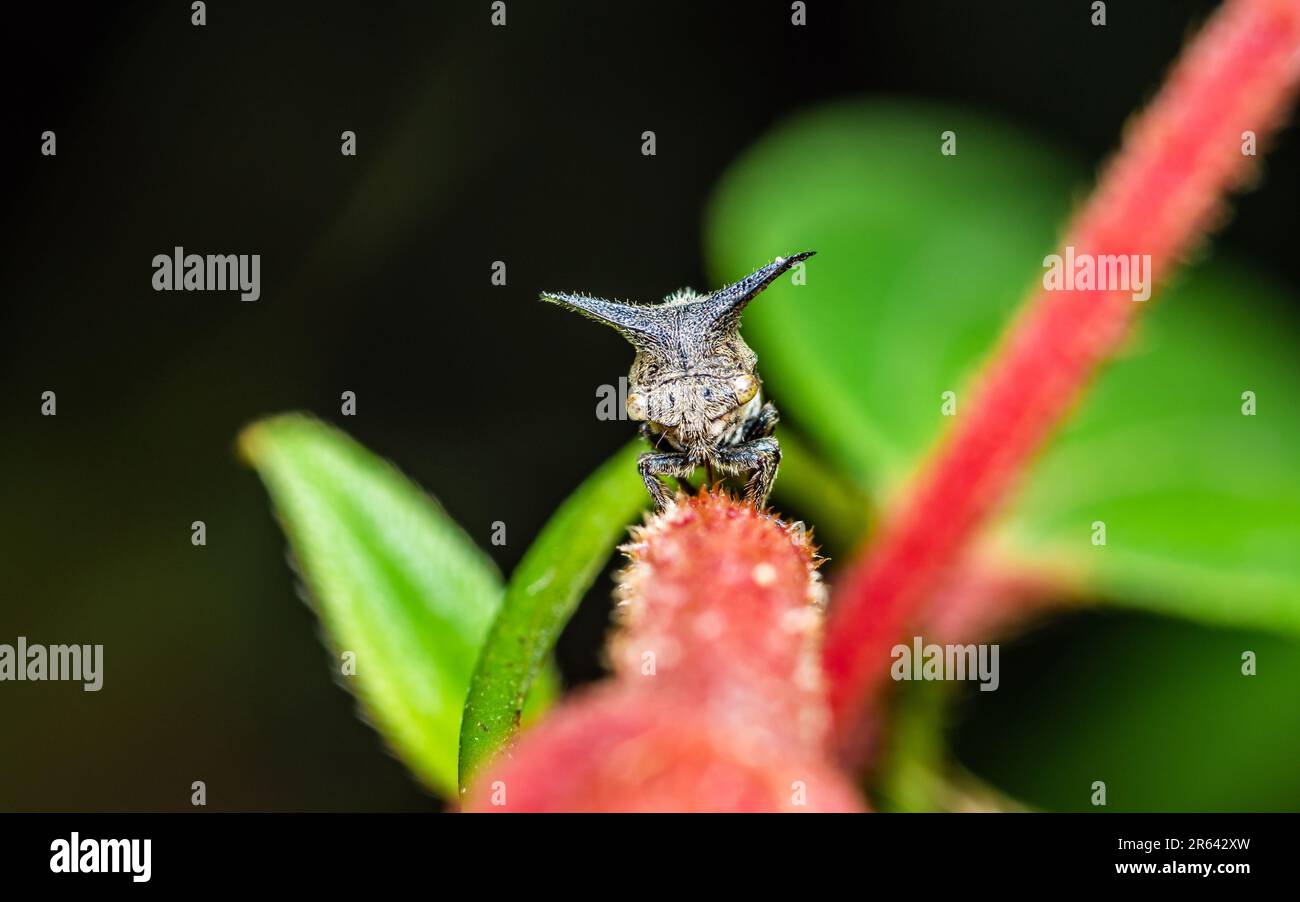 Close up a strange treehopper (horned tree hopper) on tree branch and ...