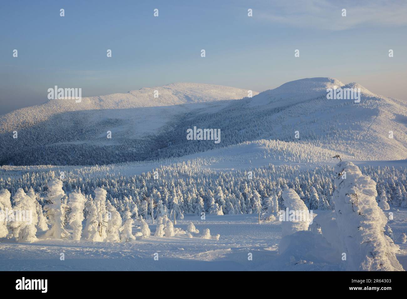 Juhyo (ice tree) at Miyagi Zao Stock Photo - Alamy
