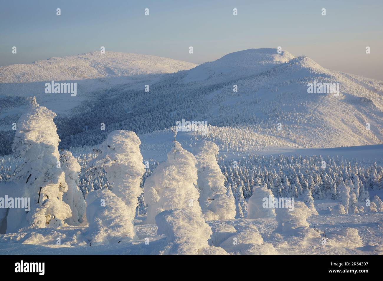Juhyo (ice tree) at Miyagi Zao Stock Photo - Alamy
