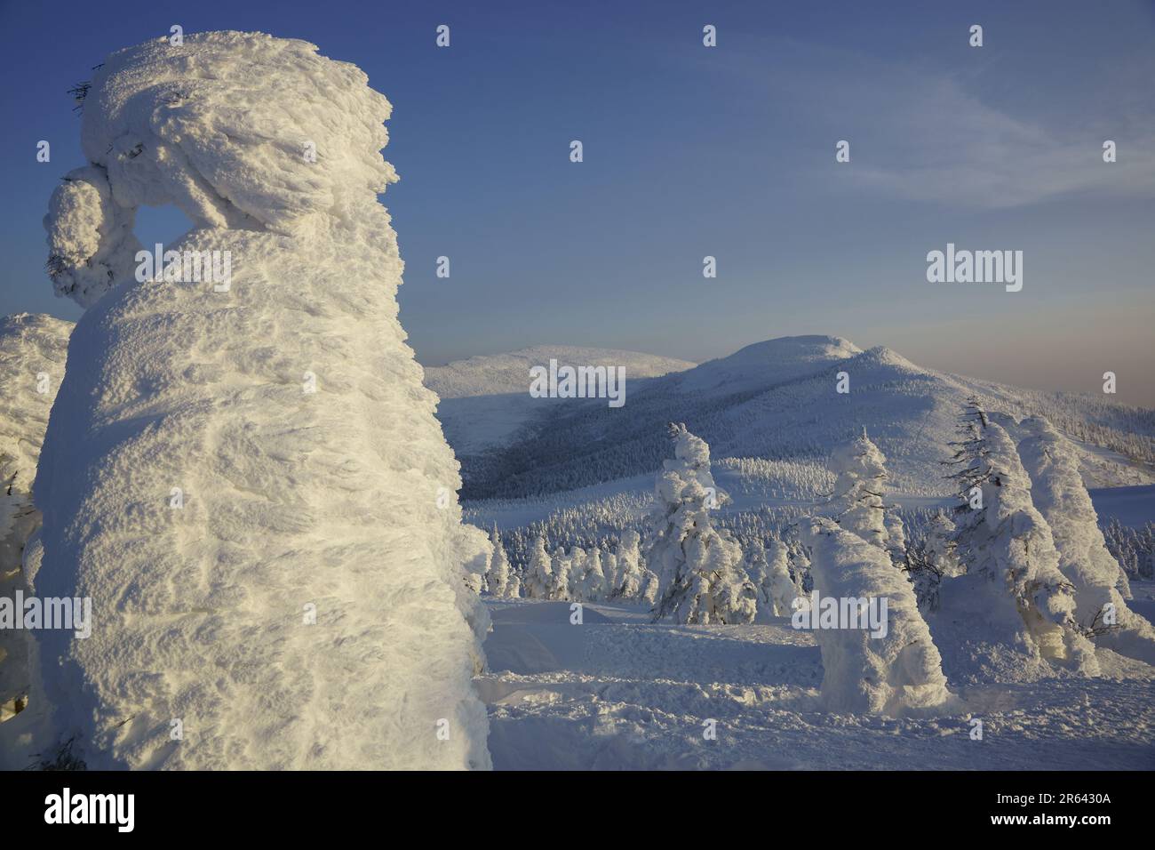 Juhyo (ice tree) at Miyagi Zao Stock Photo - Alamy