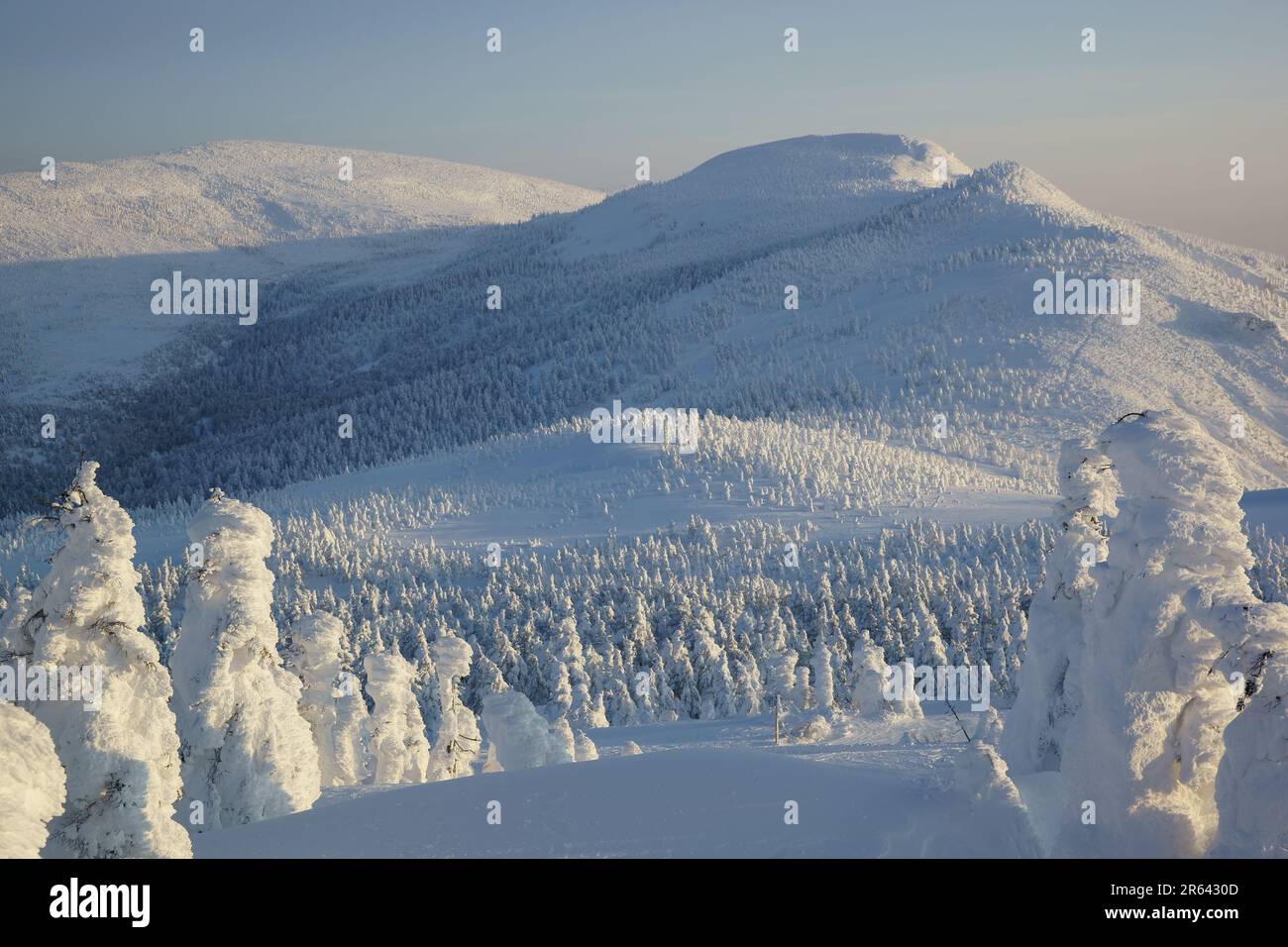 Juhyo (ice tree) at Miyagi Zao Stock Photo - Alamy