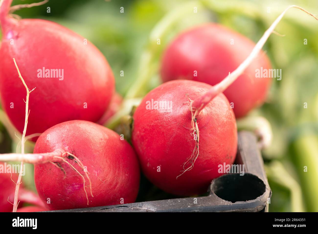 Image of organic radishes hi-res stock photography and images - Alamy