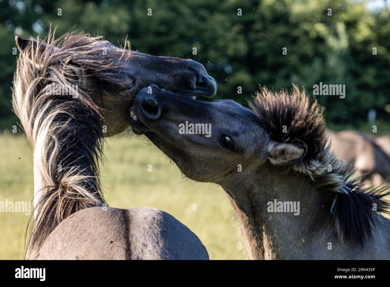 Nieby, Germany. 06th June, 2023. Koniks - wild horses from Poland ...