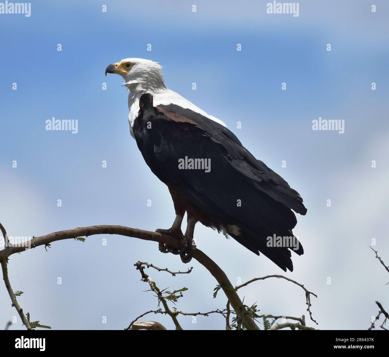 African fish eagle Stock Photo - Alamy