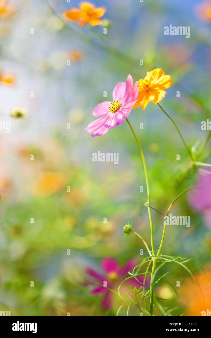 Cosmos yellow cosmos japan hi-res stock photography and images - Alamy