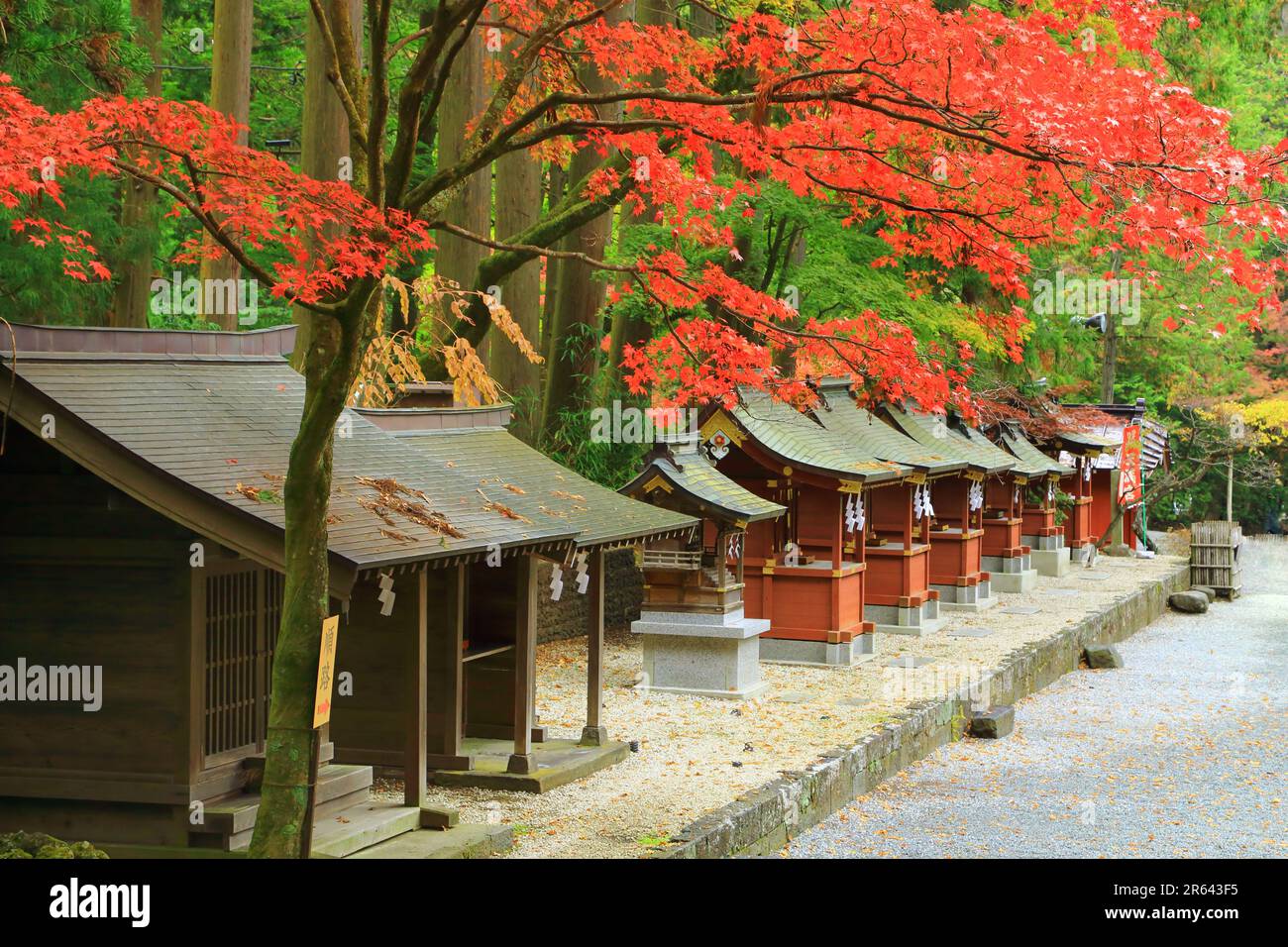 Kitaguchi Hongu Fuji Sengen Shrine in Autumn Stock Photo - Alamy
