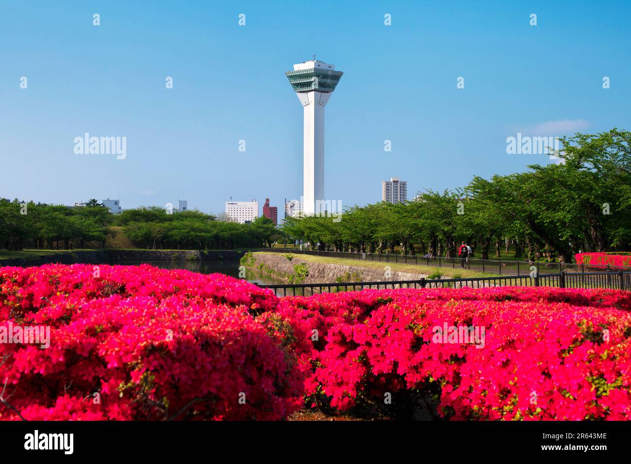 Goryokaku Tower and azaleas in Goryokaku Park Stock Photo - Alamy