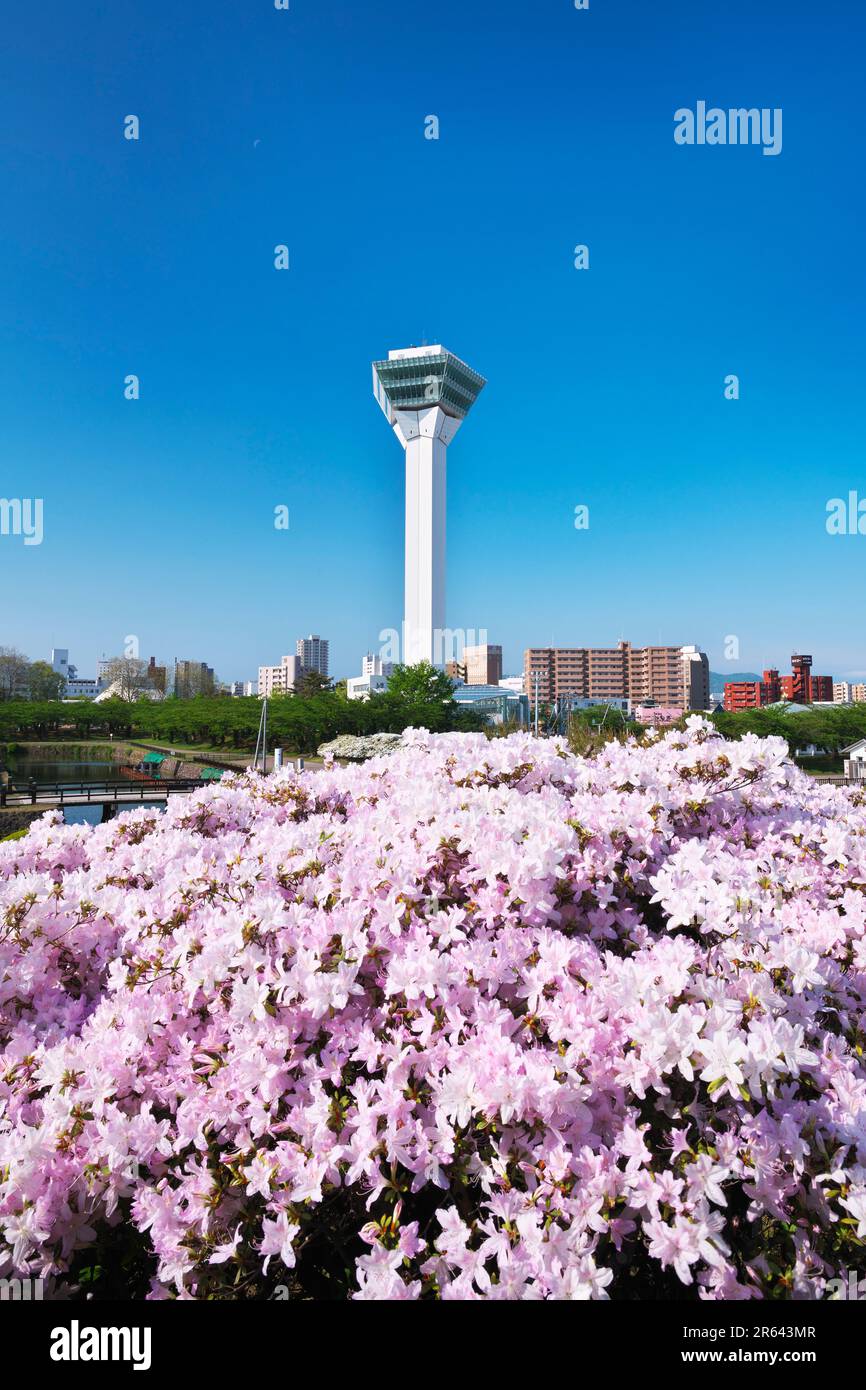 Goryokaku Tower and azaleas in Goryokaku Park Stock Photo - Alamy