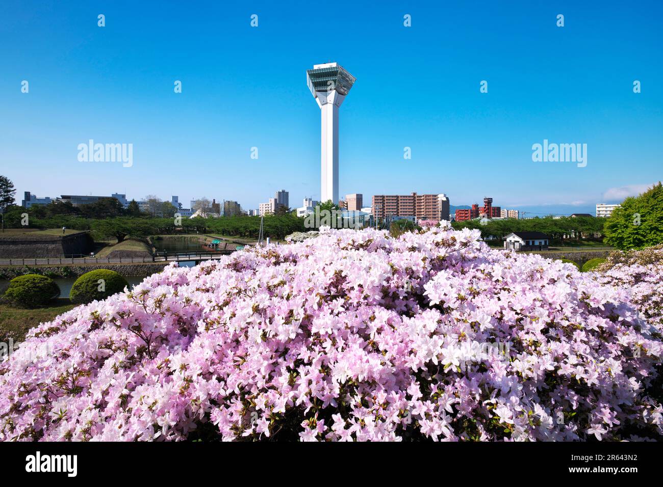 Goryokaku Tower and azaleas in Goryokaku Park Stock Photo - Alamy