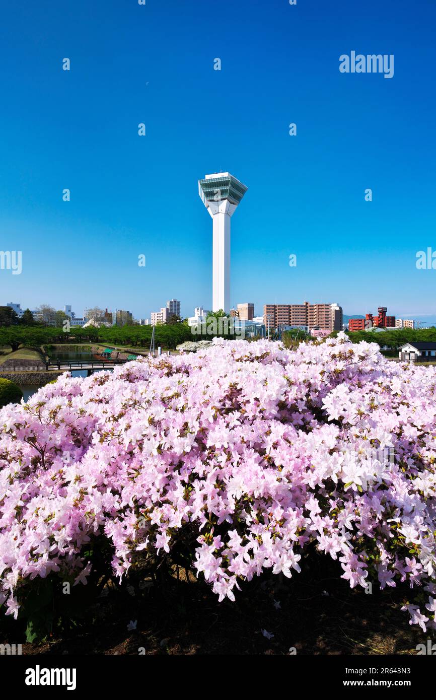 Goryokaku Tower and azaleas in Goryokaku Park Stock Photo - Alamy