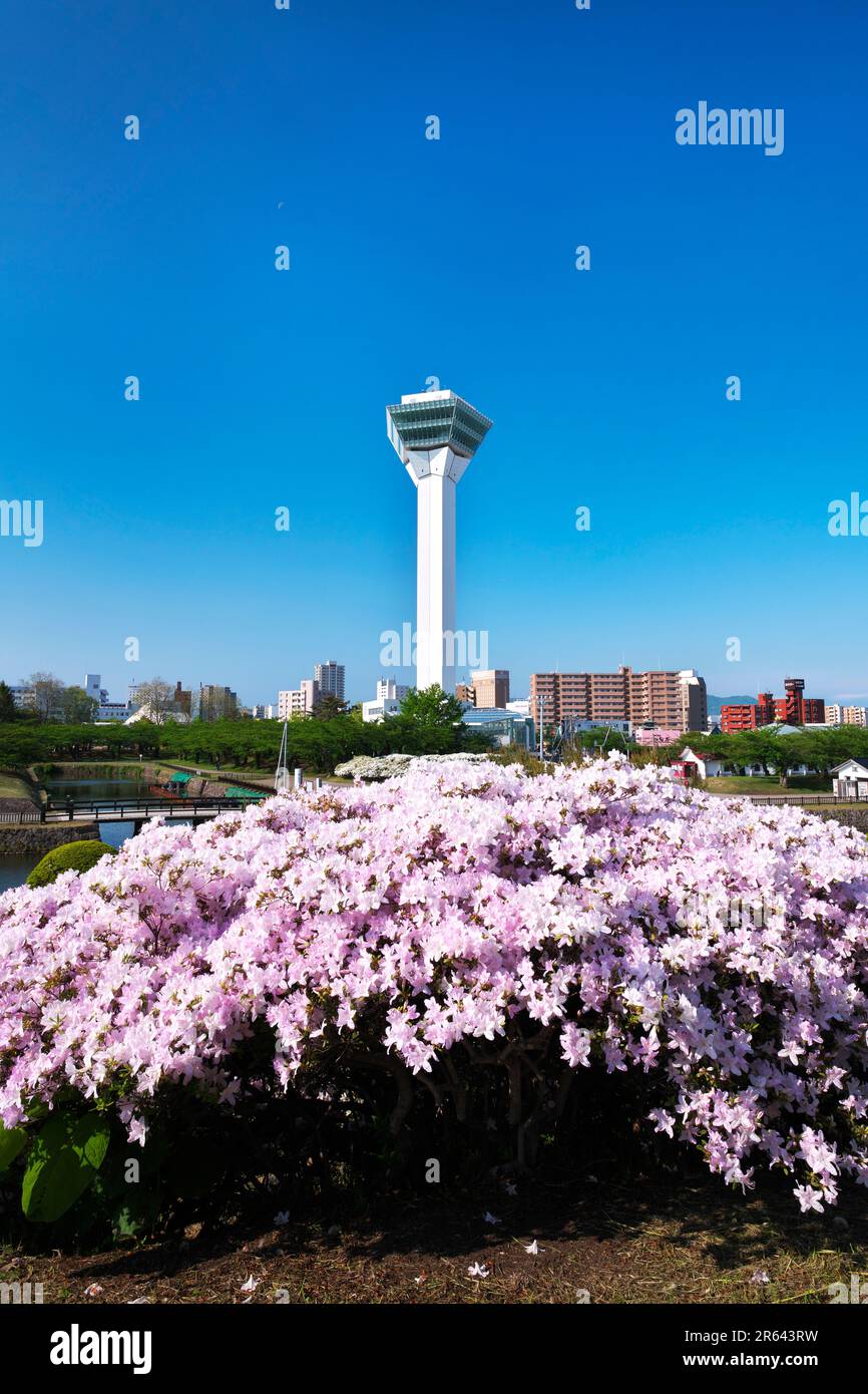 Goryokaku Tower and azaleas in Goryokaku Park Stock Photo - Alamy
