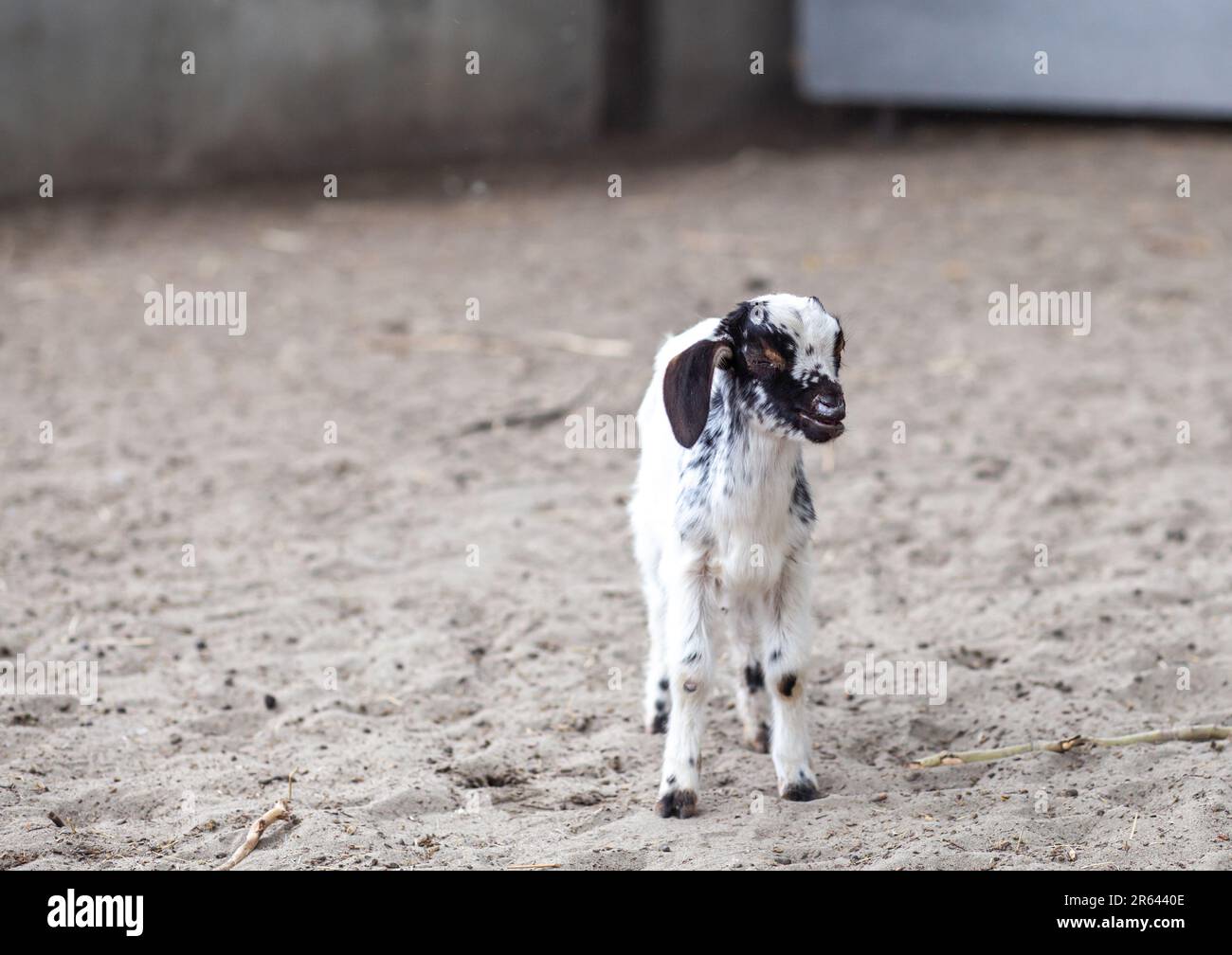 Close-up black-and-white small goat. Jolly horned goats and small ...