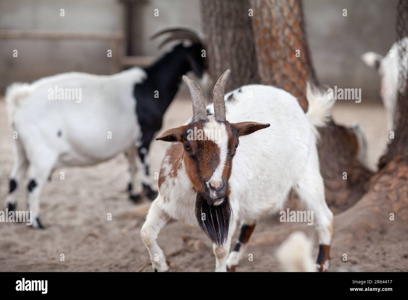 Jolly horned goats and small spotted goats play on the farm Stock Photo ...