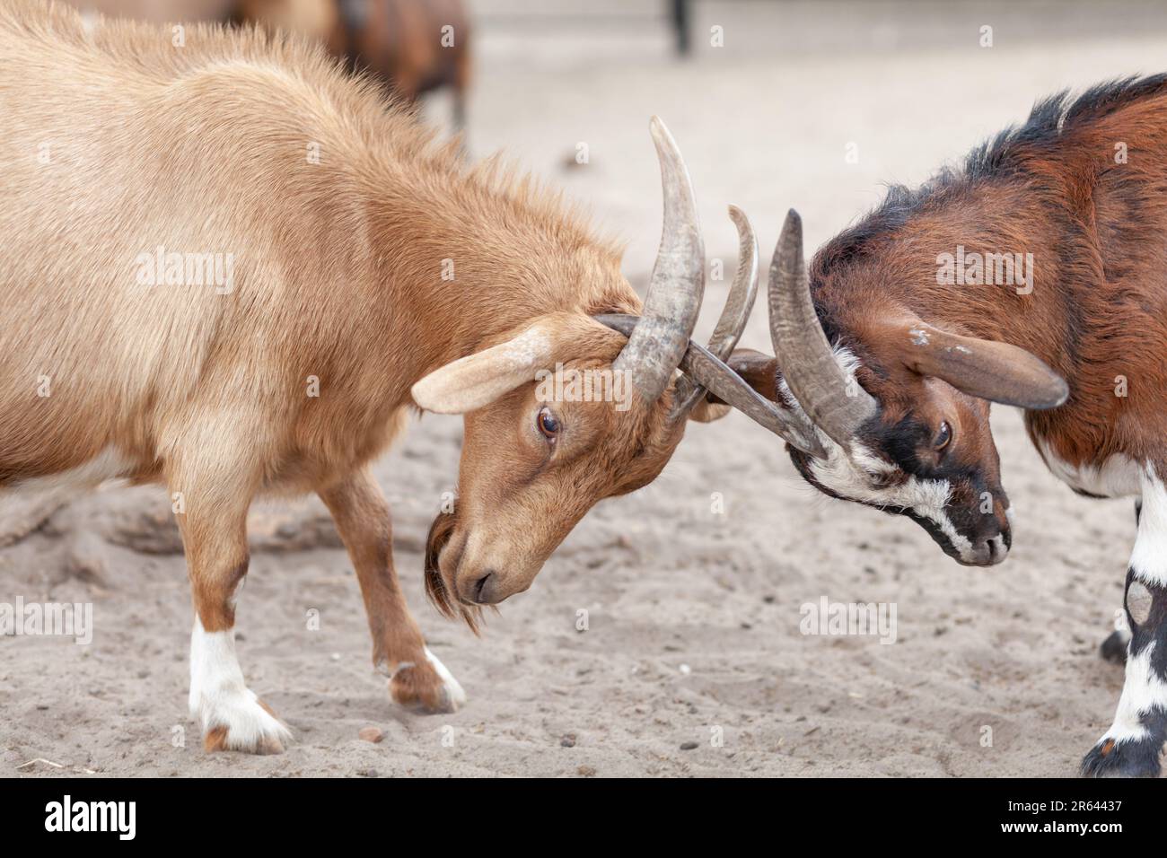 Jolly horned goats and small spotted goats play on the farm Stock Photo ...