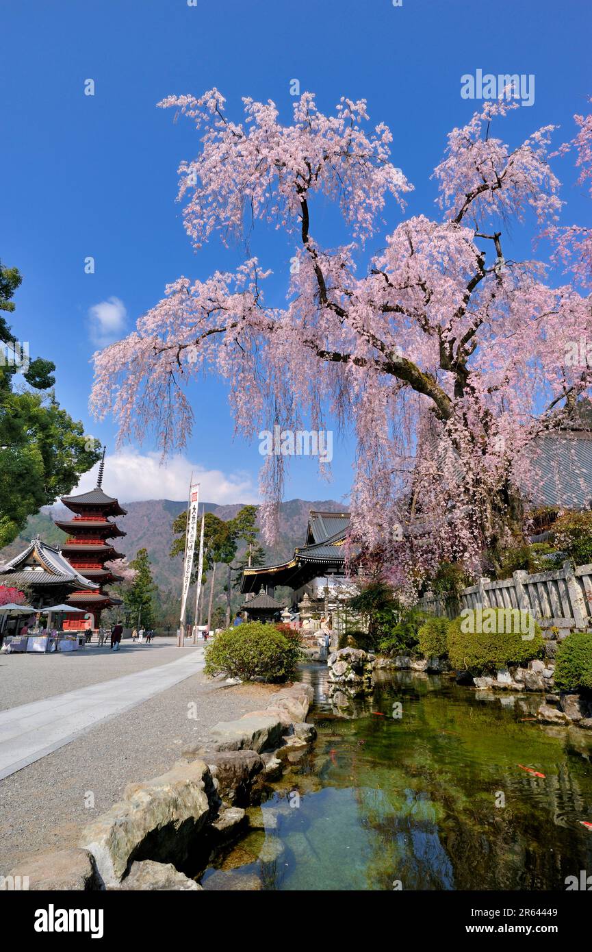 Drooping cherry blossoms in Minobu-san Kuon-ji Temple Stock Photo - Alamy