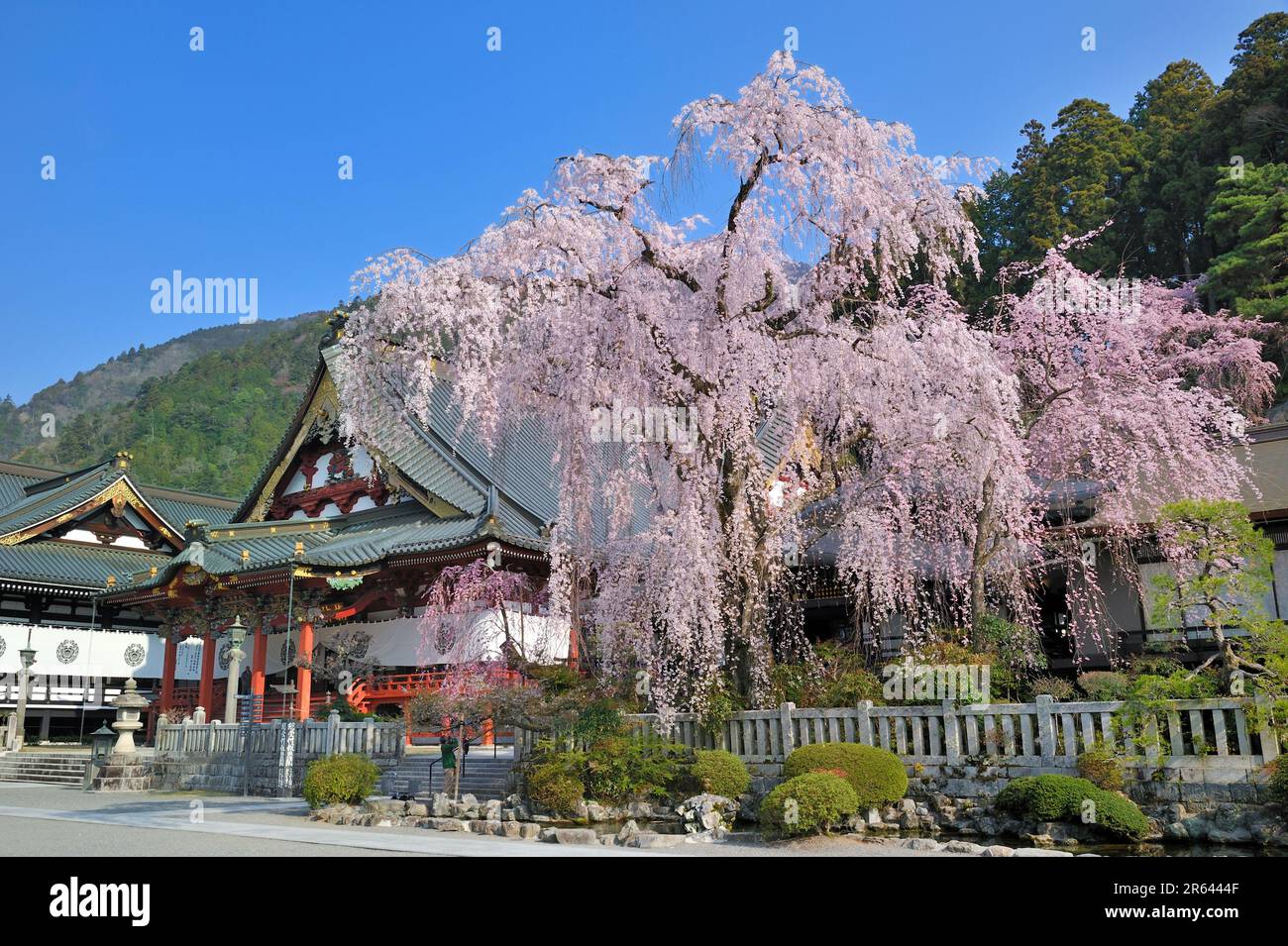 Drooping cherry blossoms in Minobu-san Kuon-ji Temple Stock Photo - Alamy