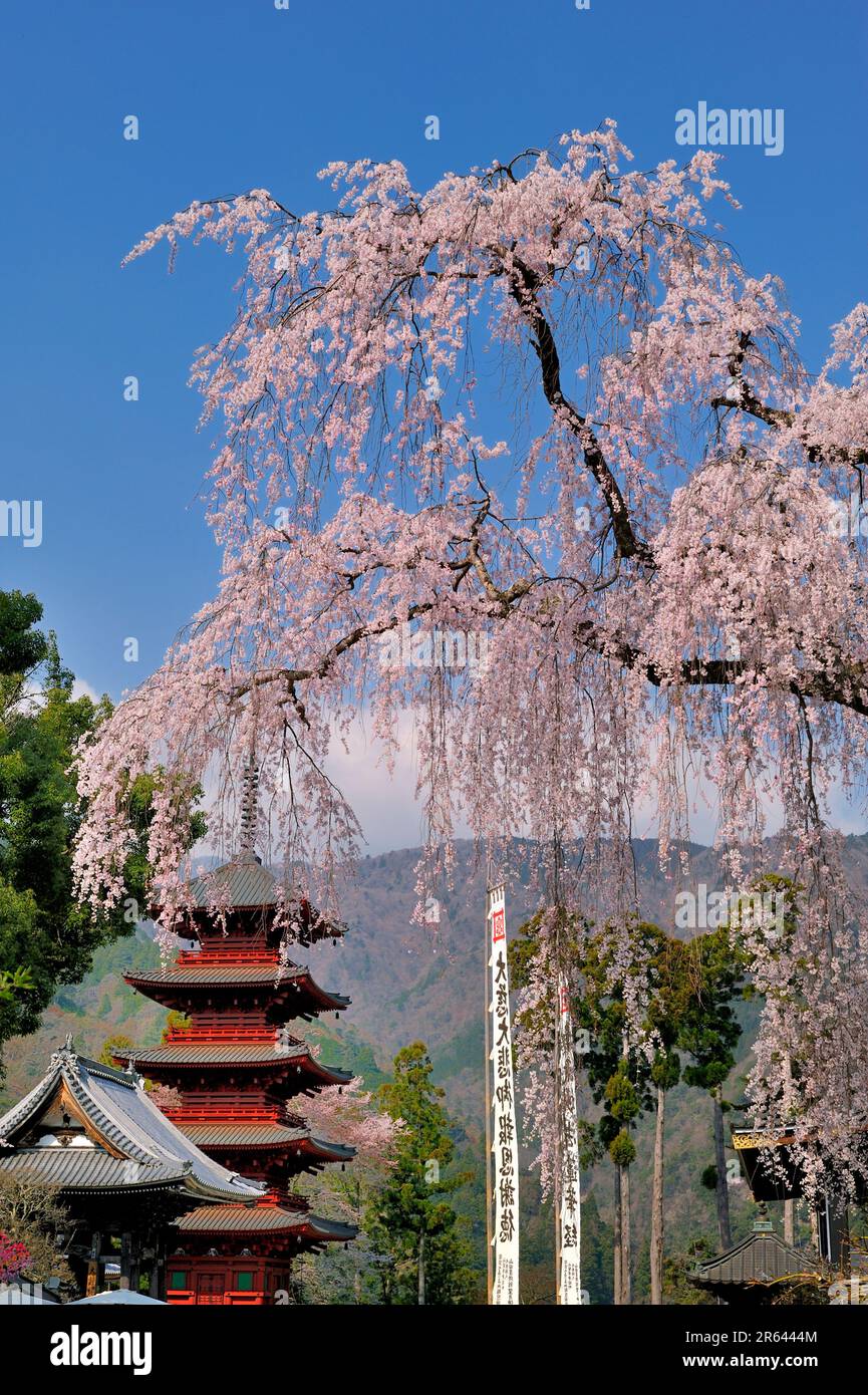 Drooping cherry blossoms in Minobu-san Kuon-ji Temple Stock Photo - Alamy