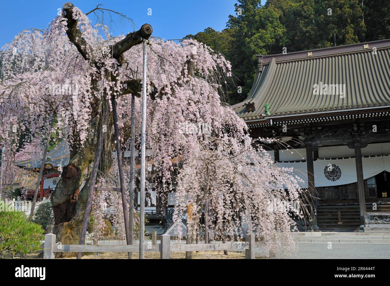 Drooping cherry blossoms in Minobu-san Kuon-ji Temple Stock Photo - Alamy