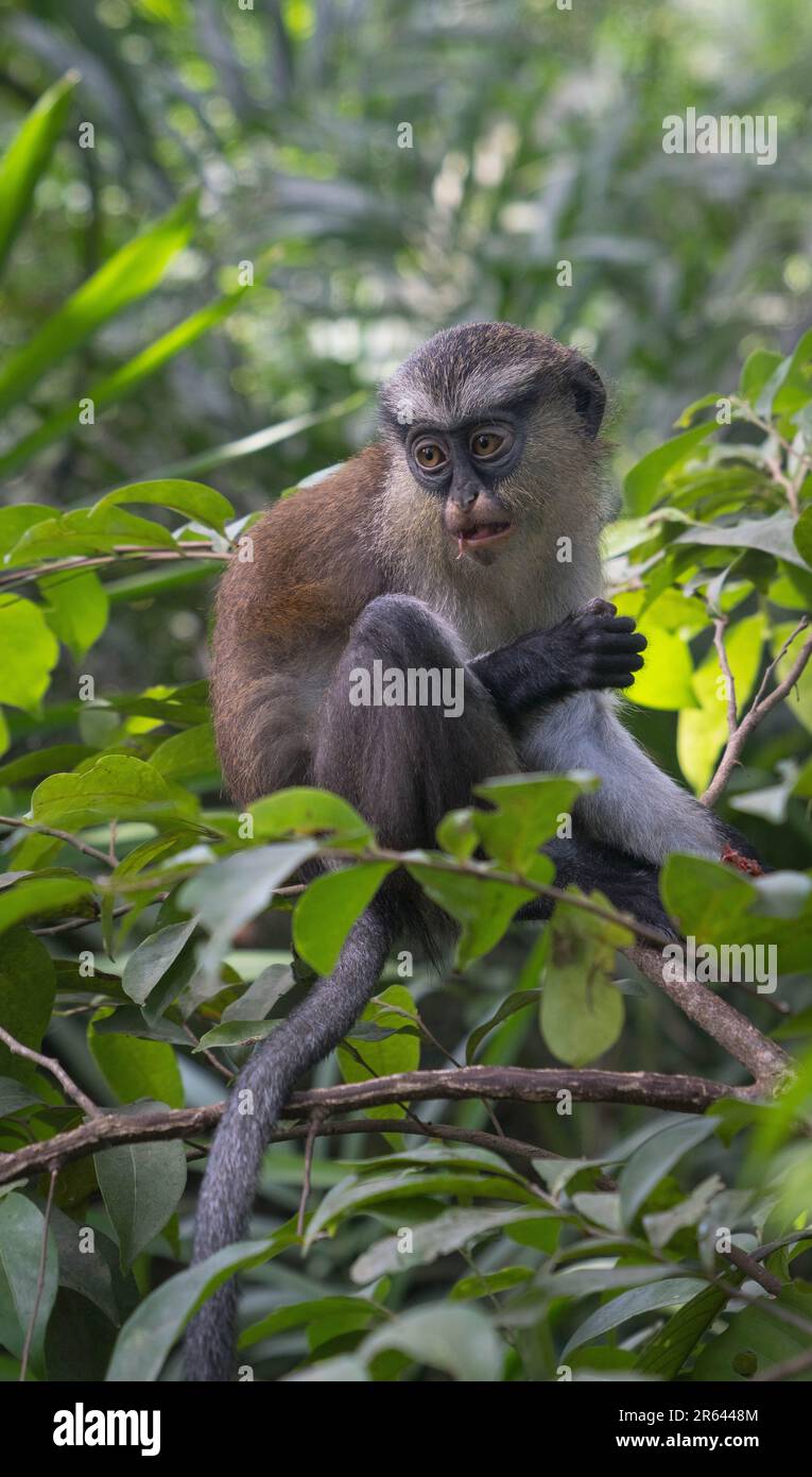 A Mona Monkey on the lush tree branch in Lekki Conservation Centre ...