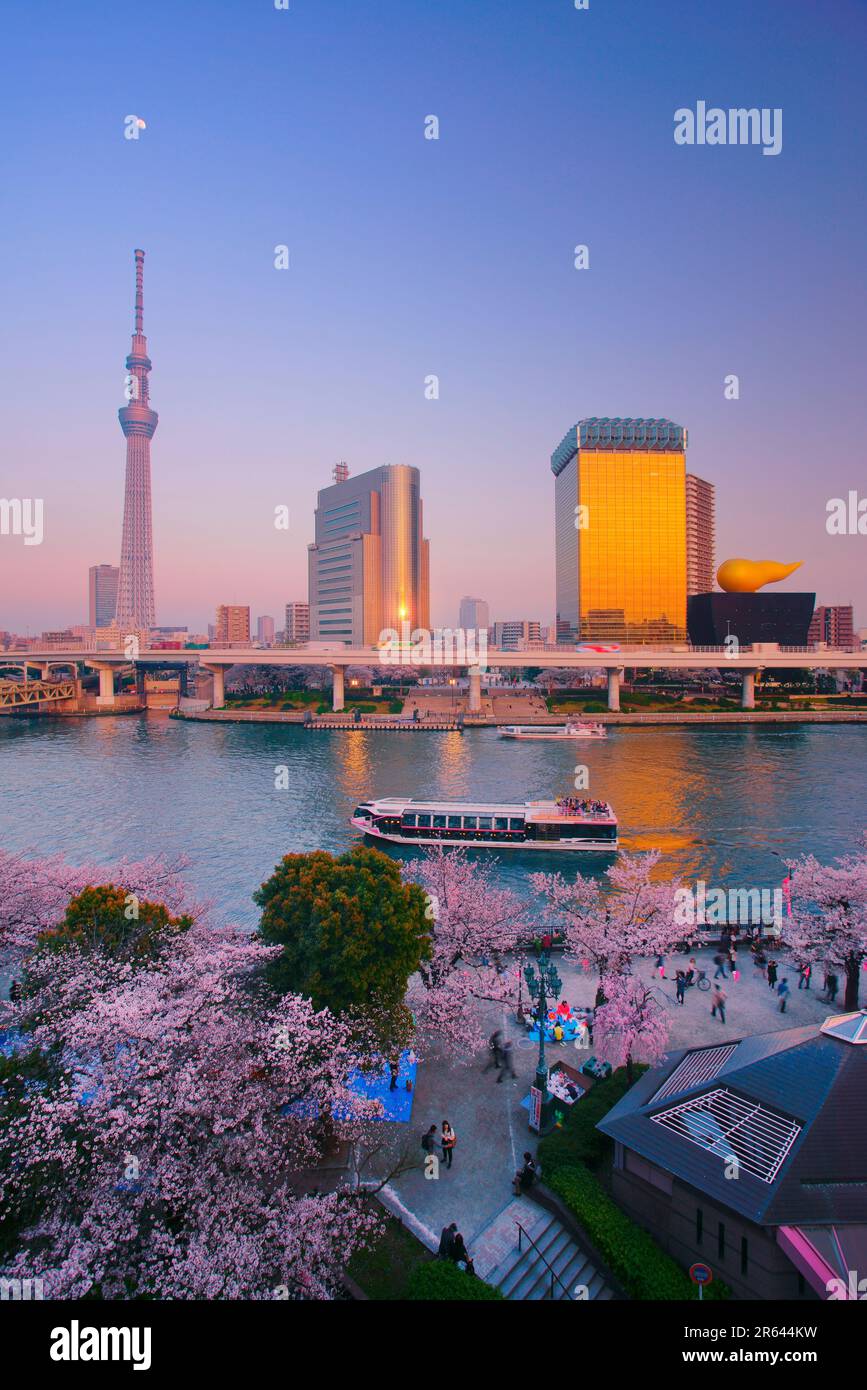 Evening view of cherry blossoms and Sky Tree in Sumida Park Stock Photo ...