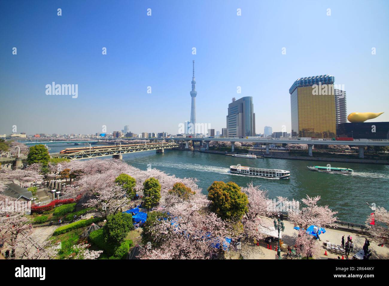 Cherry blossoms in Sumida Park and the Sky Tree Stock Photo - Alamy