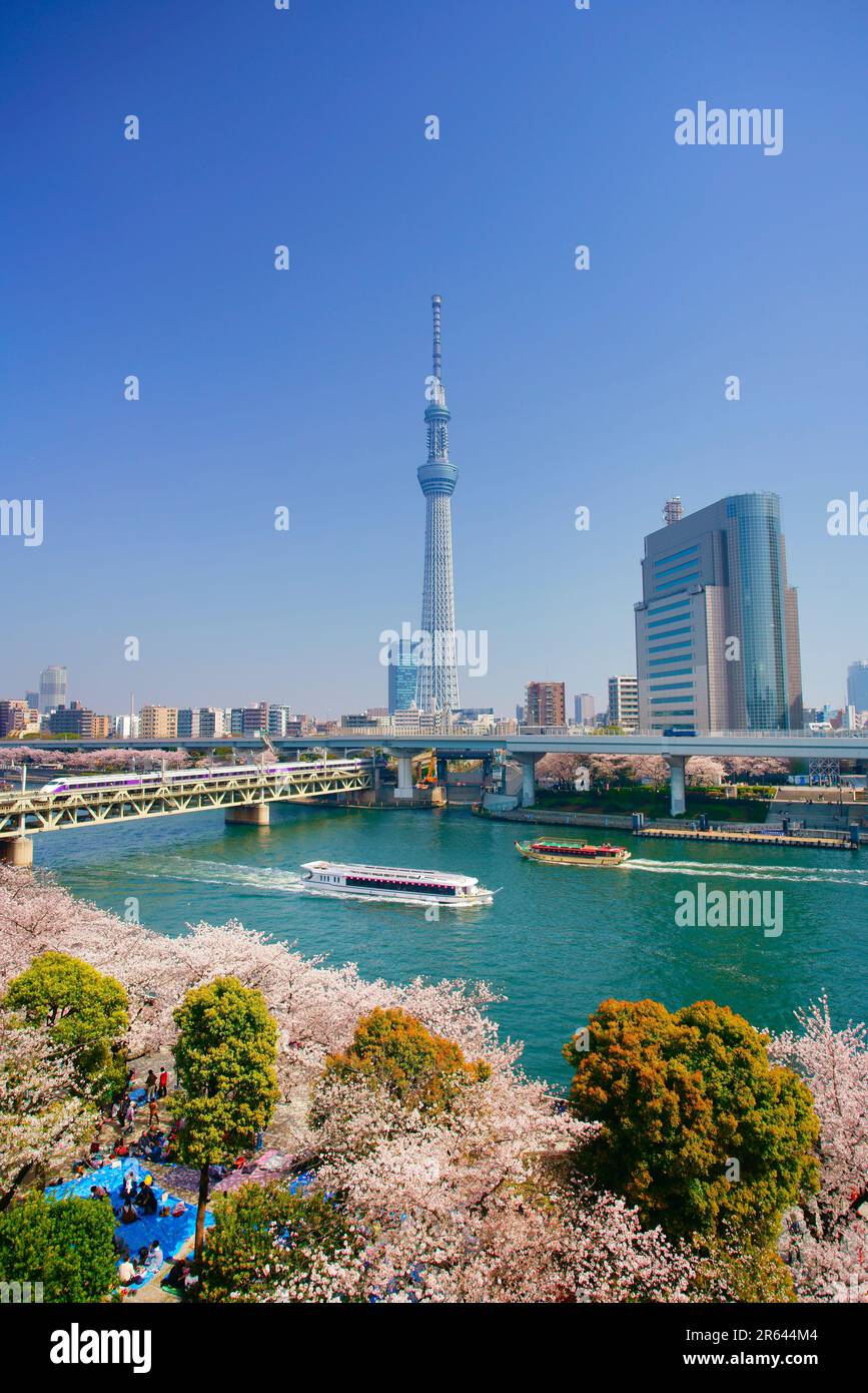 Cherry blossoms in Sumida Park and the Sky Tree Stock Photo - Alamy