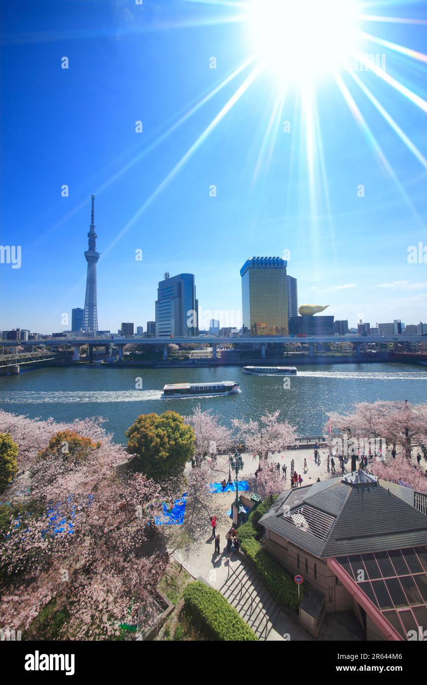 Cherry blossoms in Sumida Park and the Sky Tree Stock Photo - Alamy