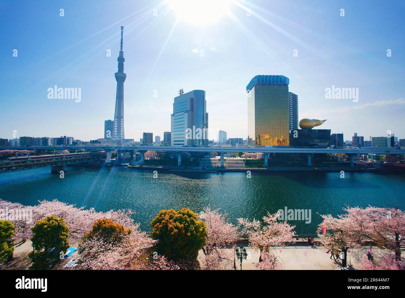 Cherry blossoms in Sumida Park and the Sky Tree Stock Photo - Alamy
