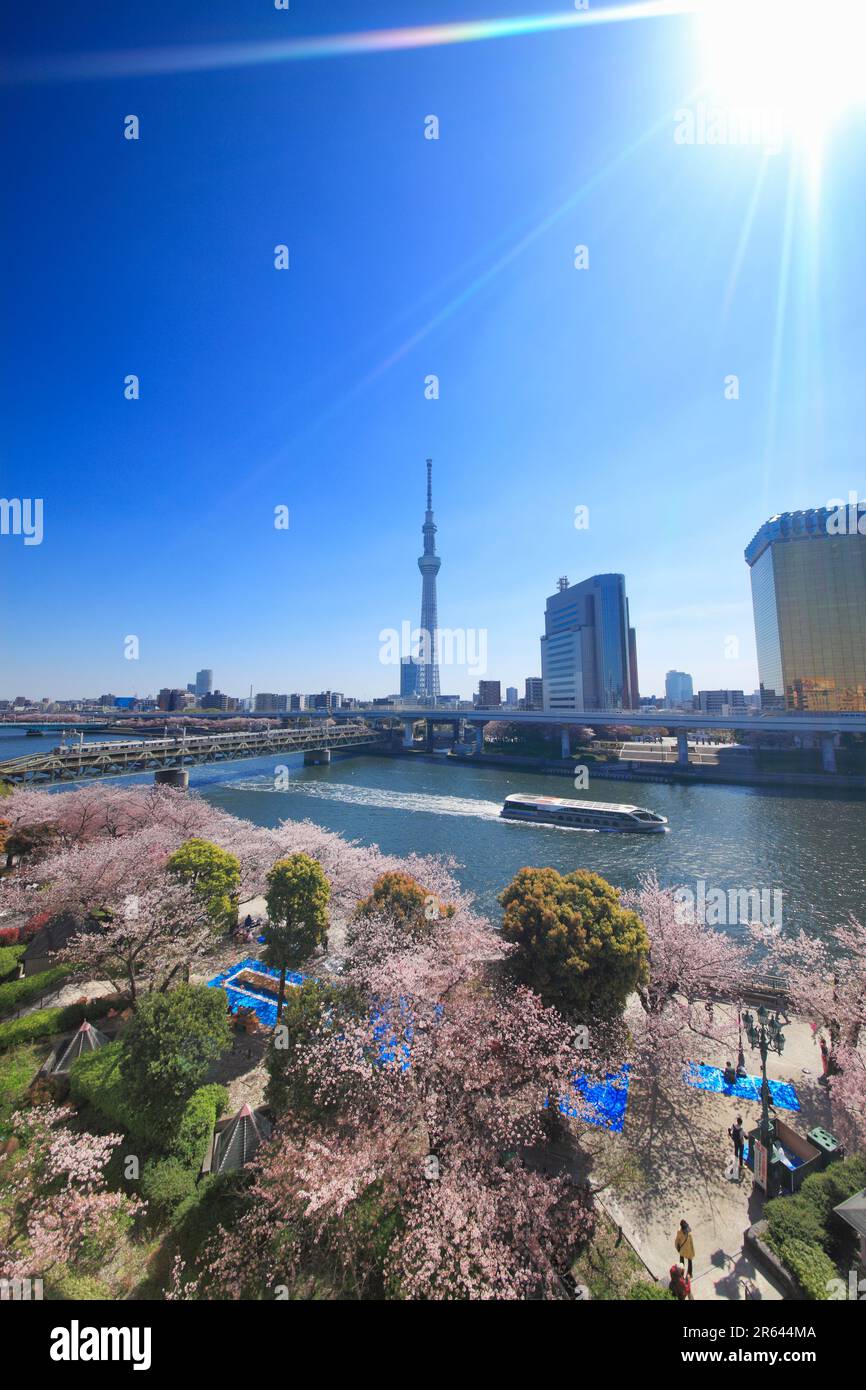 Cherry blossoms in Sumida Park and the Sky Tree Stock Photo - Alamy