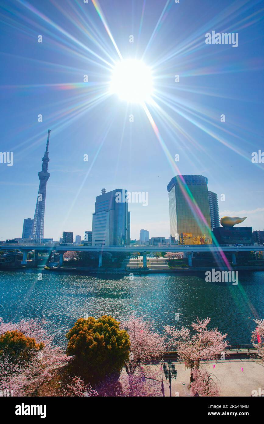Cherry blossoms in Sumida Park and the Sky Tree Stock Photo - Alamy
