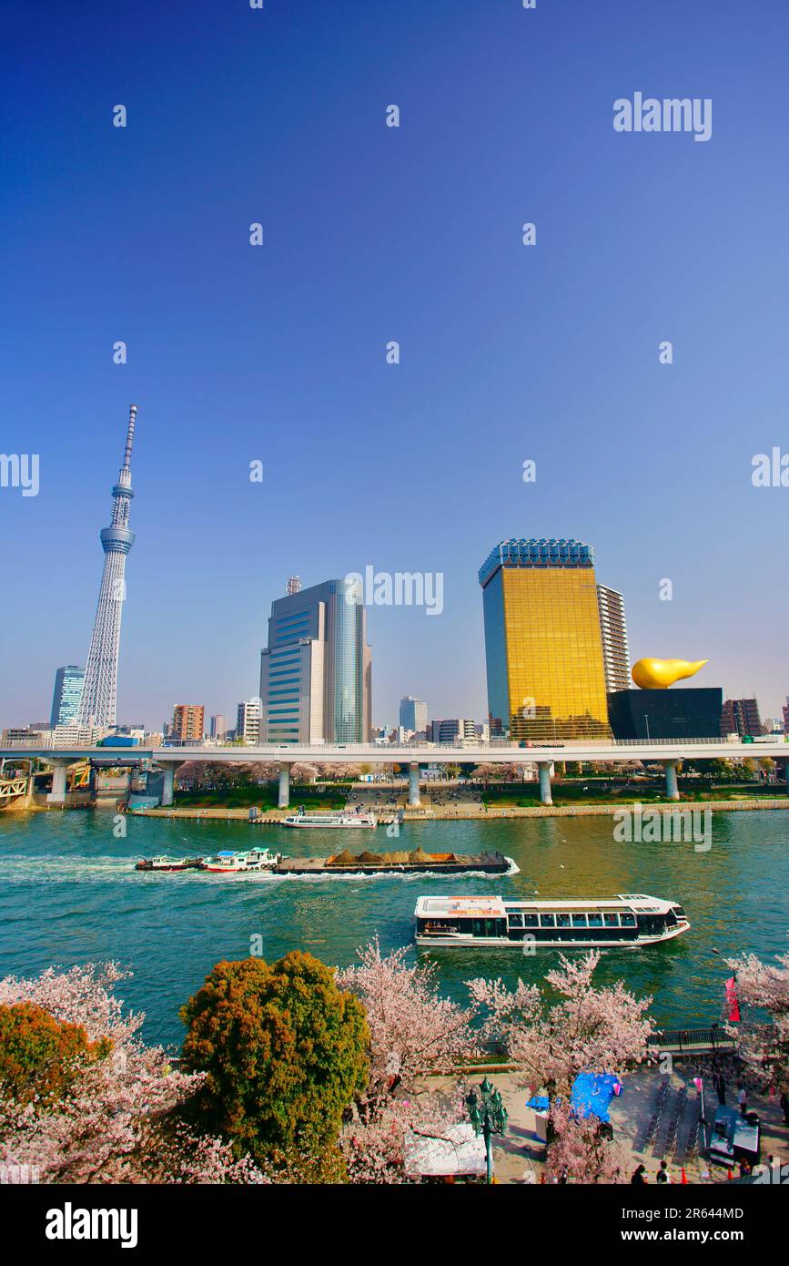 Cherry blossoms in Sumida Park and the Sky Tree Stock Photo - Alamy