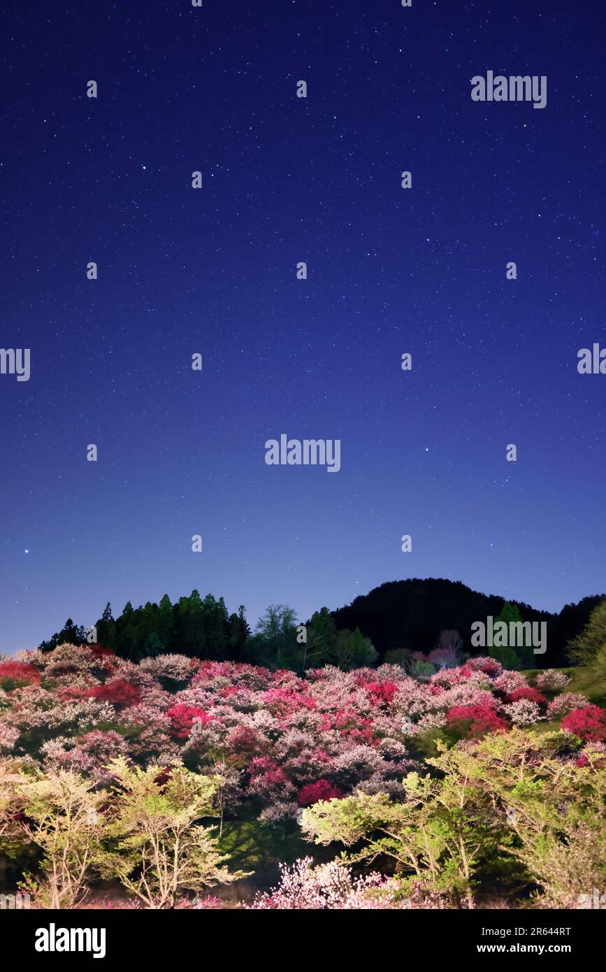 Light-up of Hanamomo no Sato and starry sky Stock Photo - Alamy
