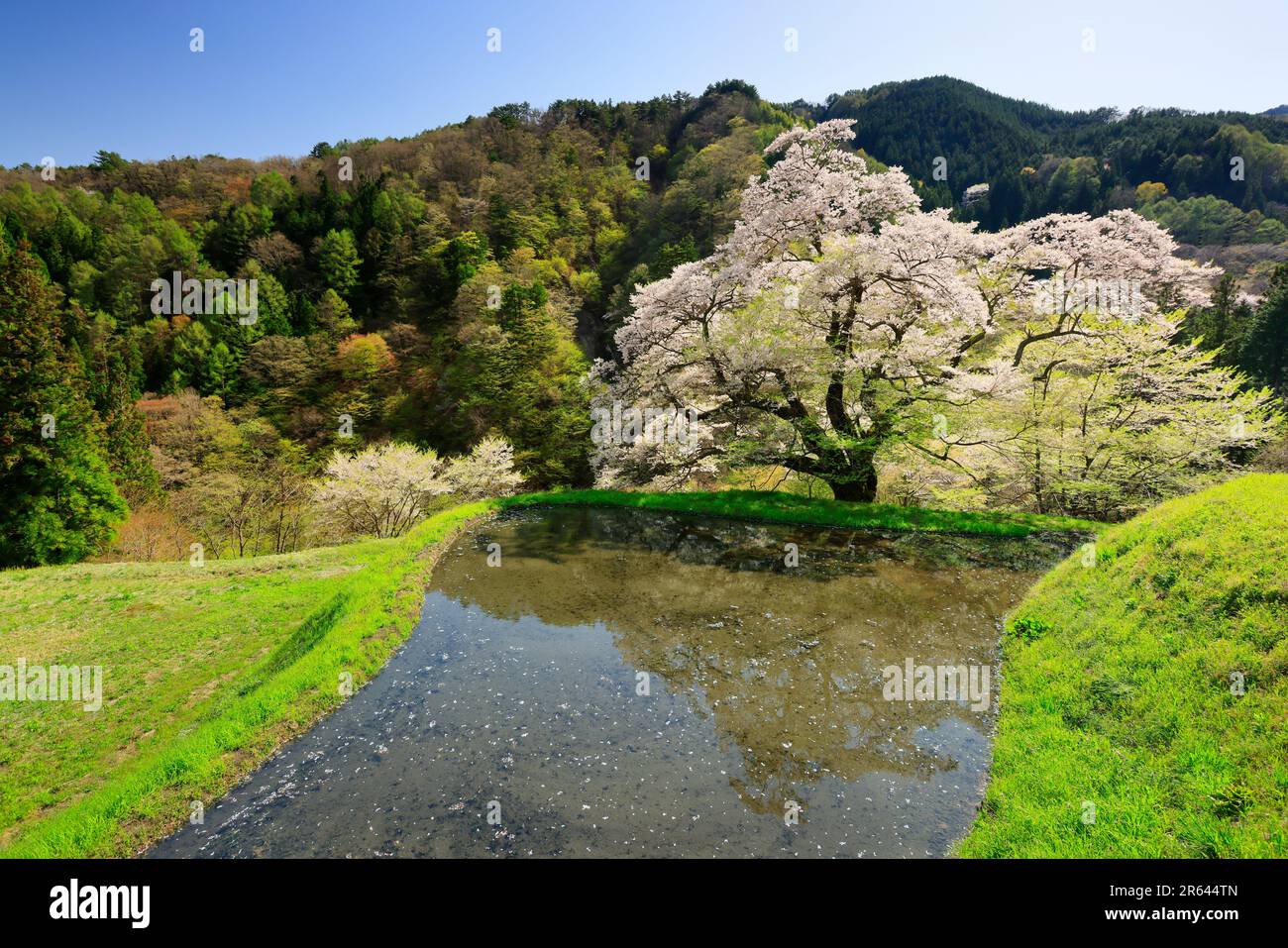 Cherry blossom of Koma-Tsunagi Stock Photo - Alamy