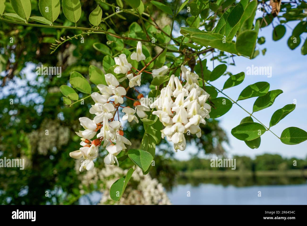 Blooming white acacia flowers in the garden on a spring day. Acacia ...