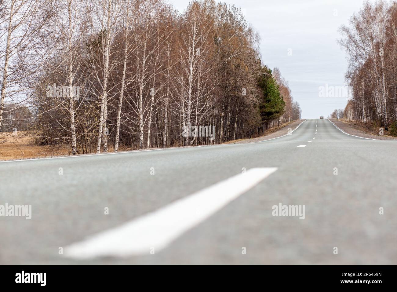 Country road with markings in the middle of the forest. Path and ...